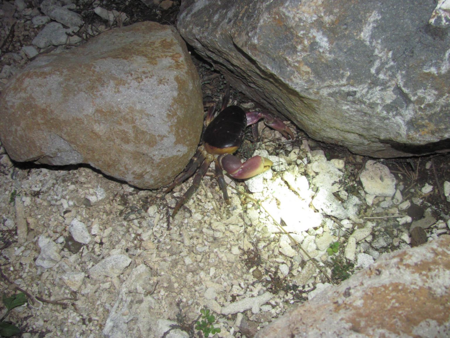 Con cua đá Cồn Cỏ